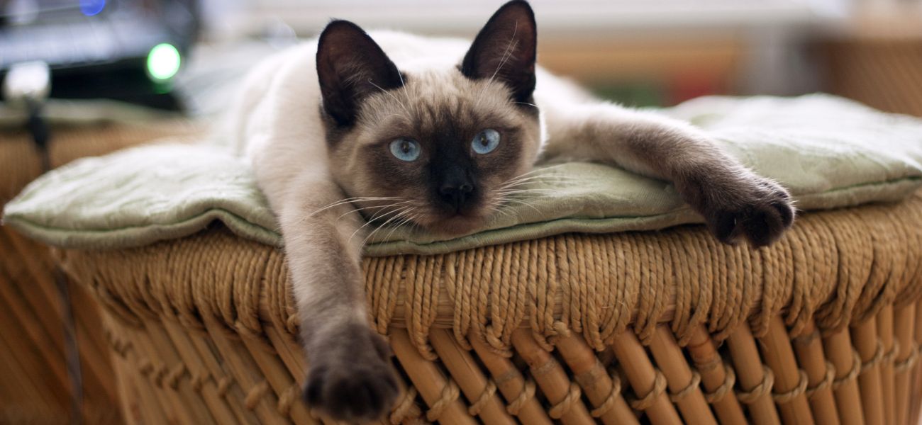 Jak zabezpieczyć meble przed psem i kotem? | Mebel4U